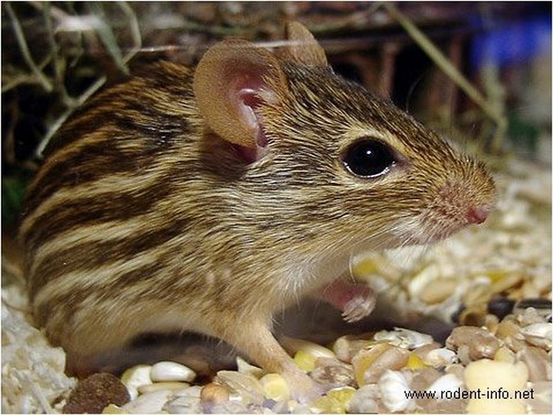 Les 8 rapaces nocturnes du Maroc| géoparc du jbel bani - tata